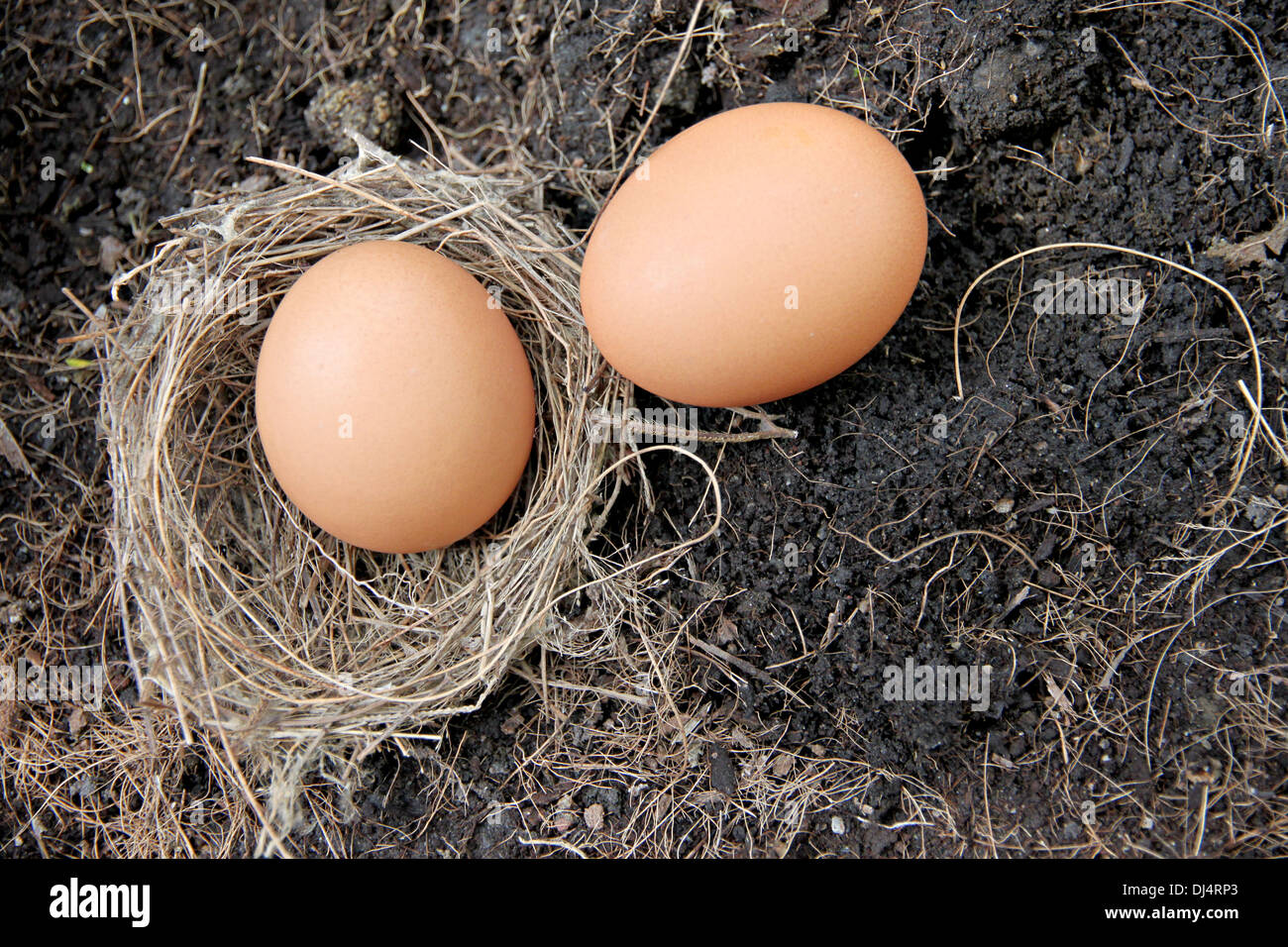 The Picture Eggs in nests placed on ground Stock Photo - Alamy