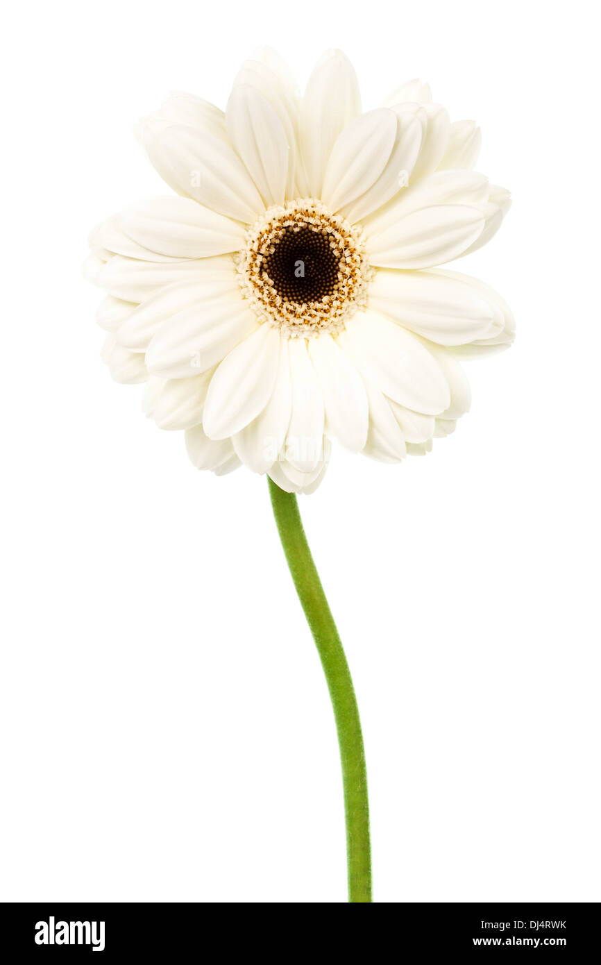 White gerber hi-res stock photography and images - Alamy