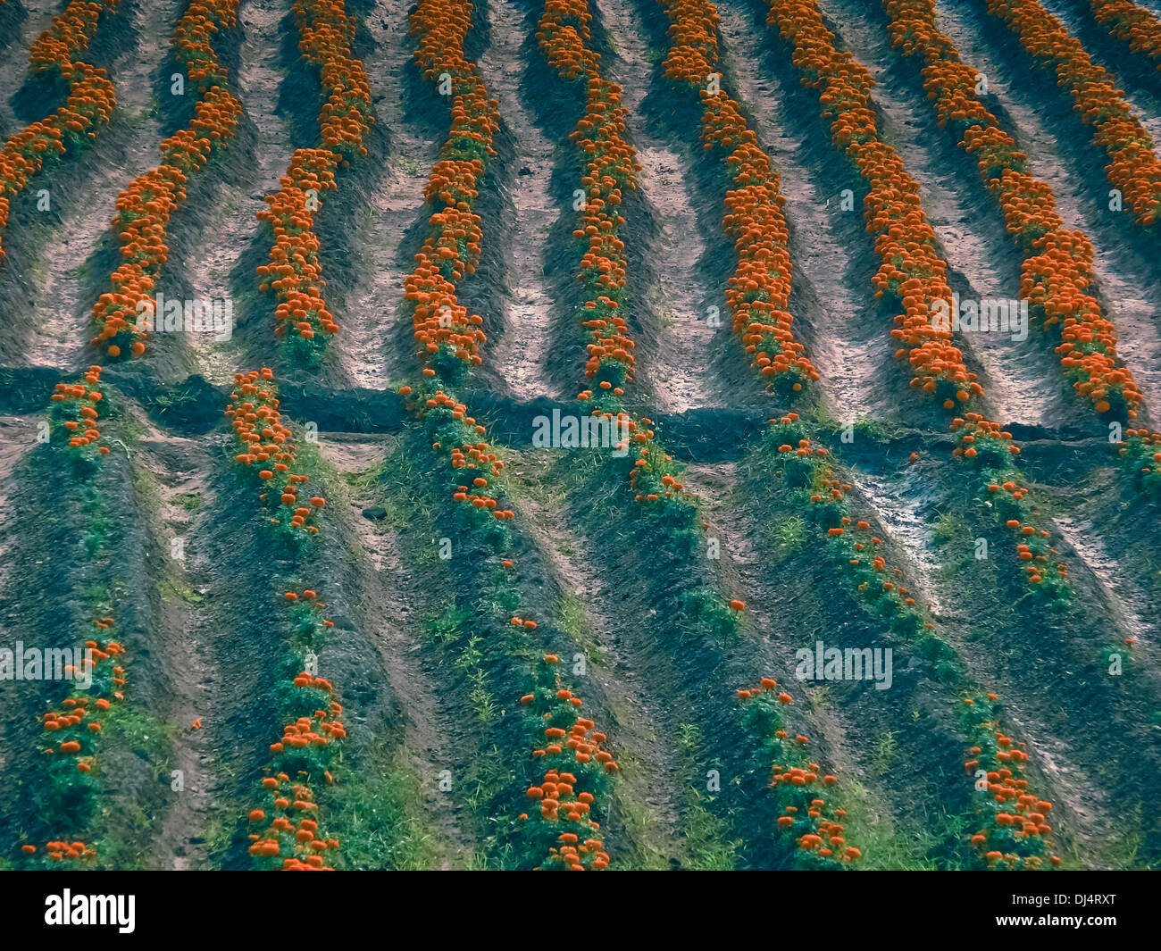 Field of Marigold flowers, Calendula officinalis LINN Stock Photo - Alamy