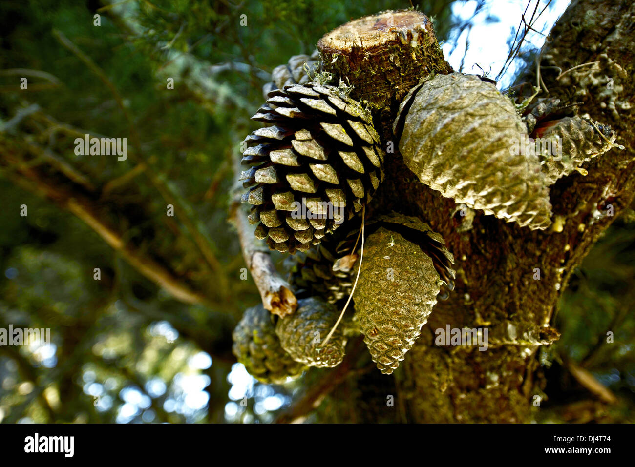 Pine Tree with Cones. Cones Closeup. Nature Photo Collection Stock ...