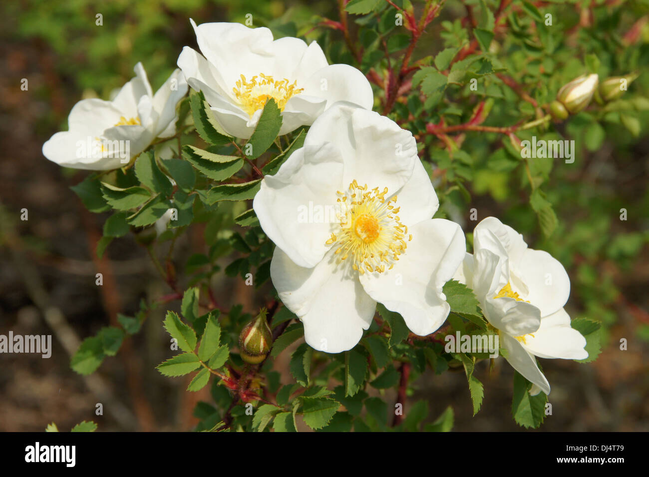 Burnet rose hi-res stock photography and images - Alamy