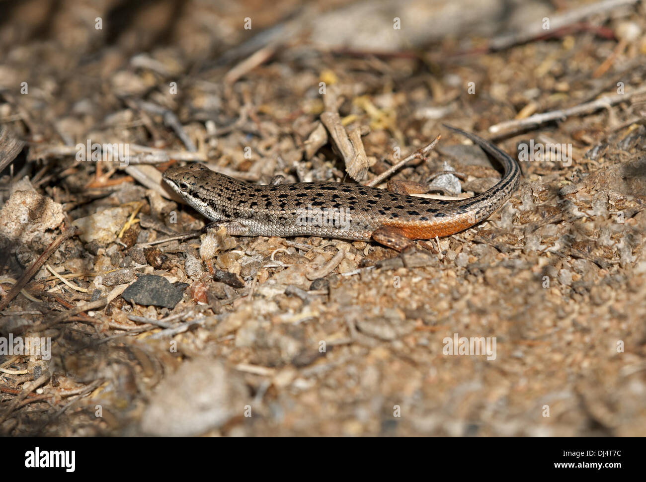 Trachylepis perrotetii hi-res stock photography and images - Alamy