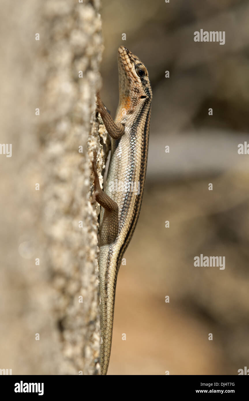 Skinke hi-res stock photography and images - Alamy