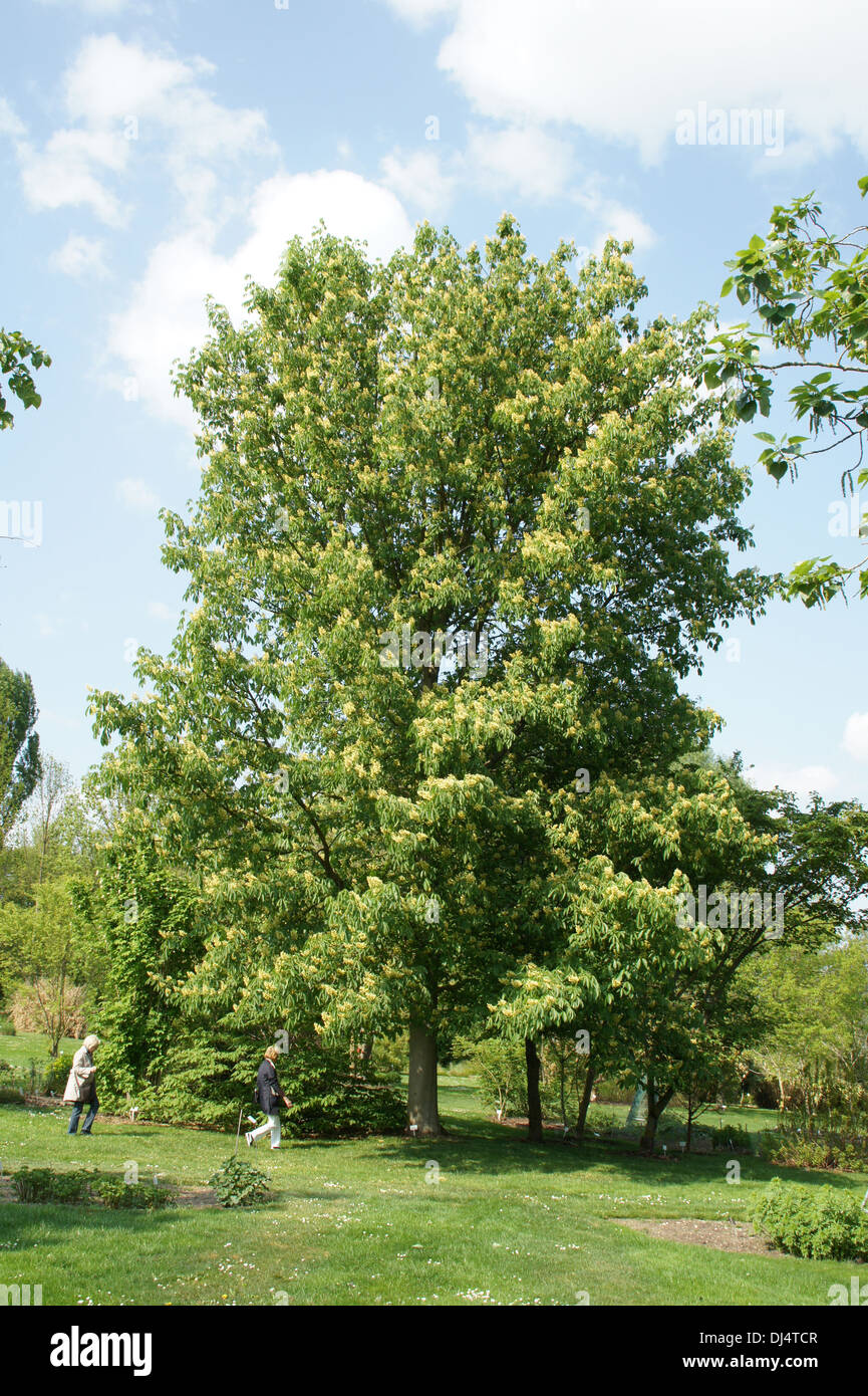 Aesculus flava yellow buckeye tree hi-res stock photography and images ...