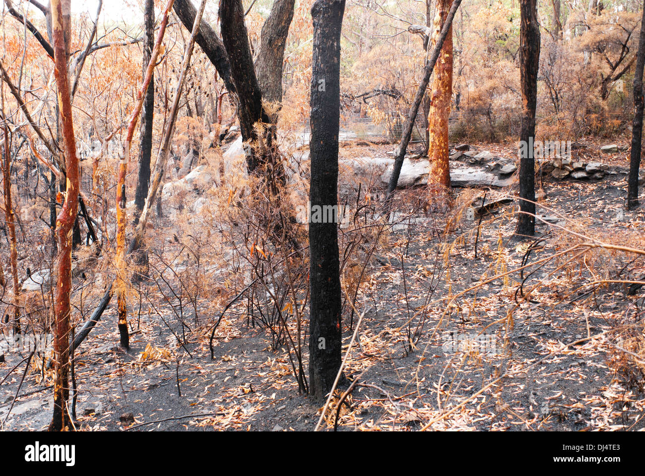 Burnt bush in the Blue Mountains, Australia Stock Photo - Alamy