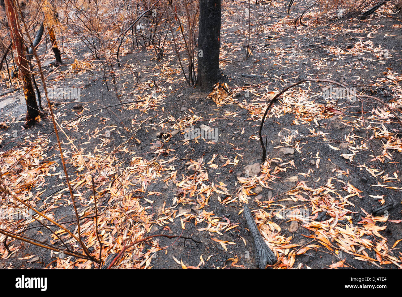 Burnt bush hi-res stock photography and images - Alamy
