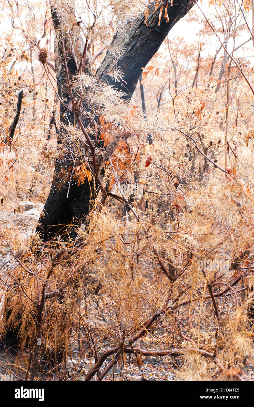 Australian burnt tree hi-res stock photography and images - Alamy
