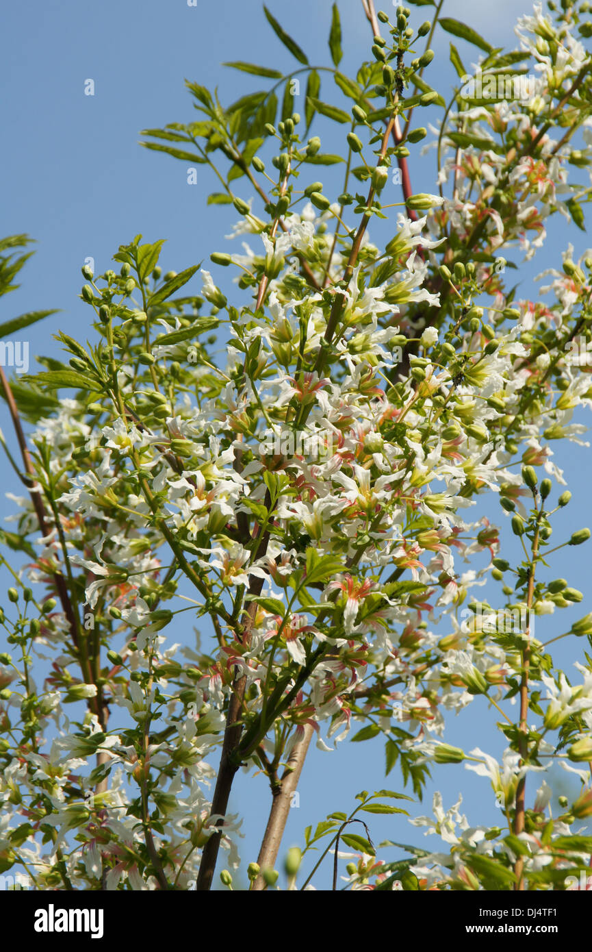 Xanthoceras sorbifolium hi-res stock photography and images - Alamy