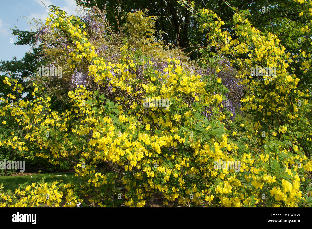 Strauchige staude hi-res stock photography and images - Alamy