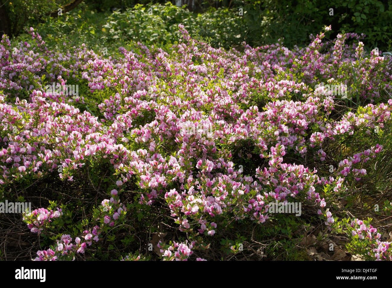 Dwarf broom hi-res stock photography and images - Alamy