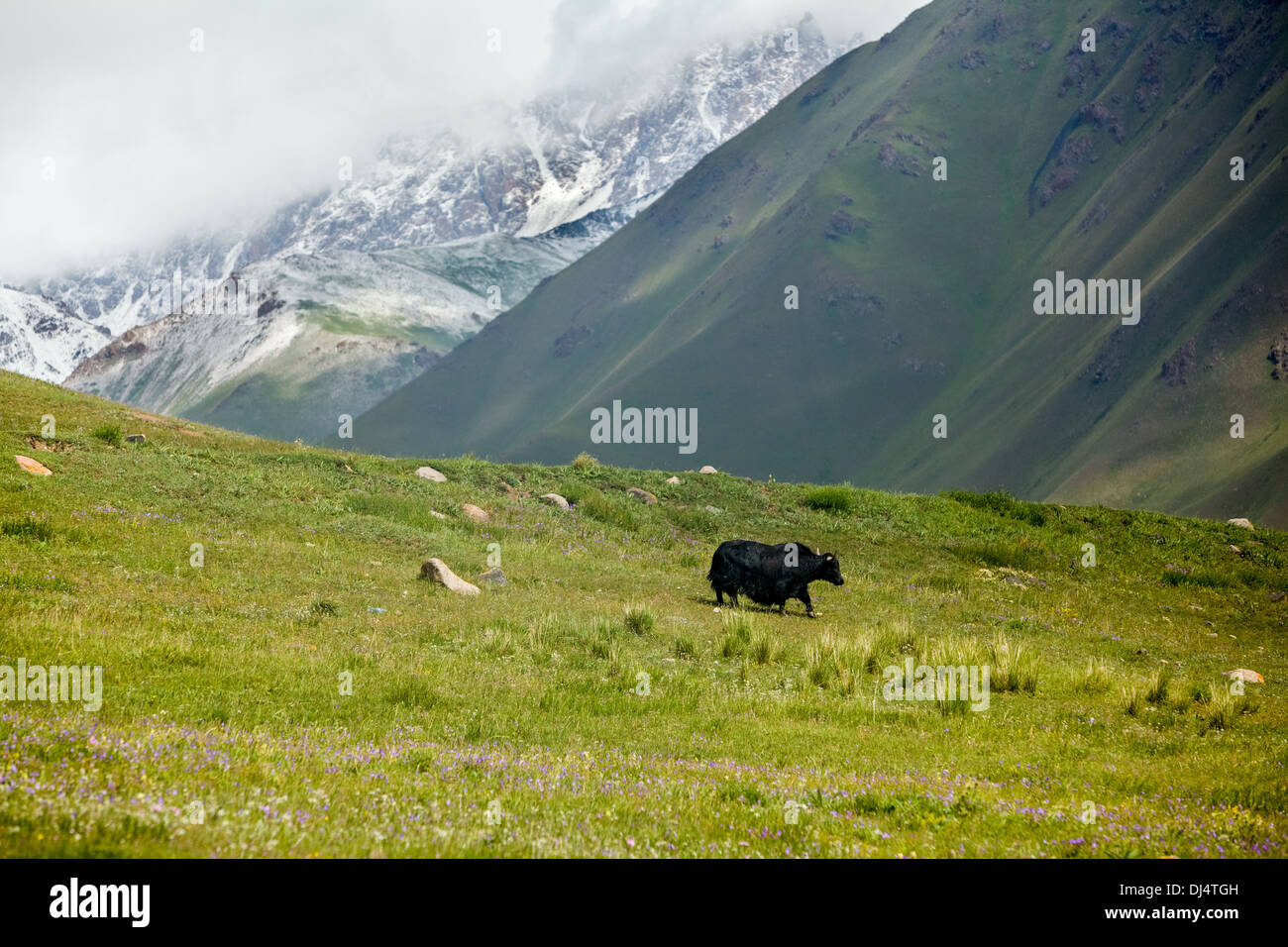 Big yak walkin in mountains of Tien Shan Stock Photo - Alamy