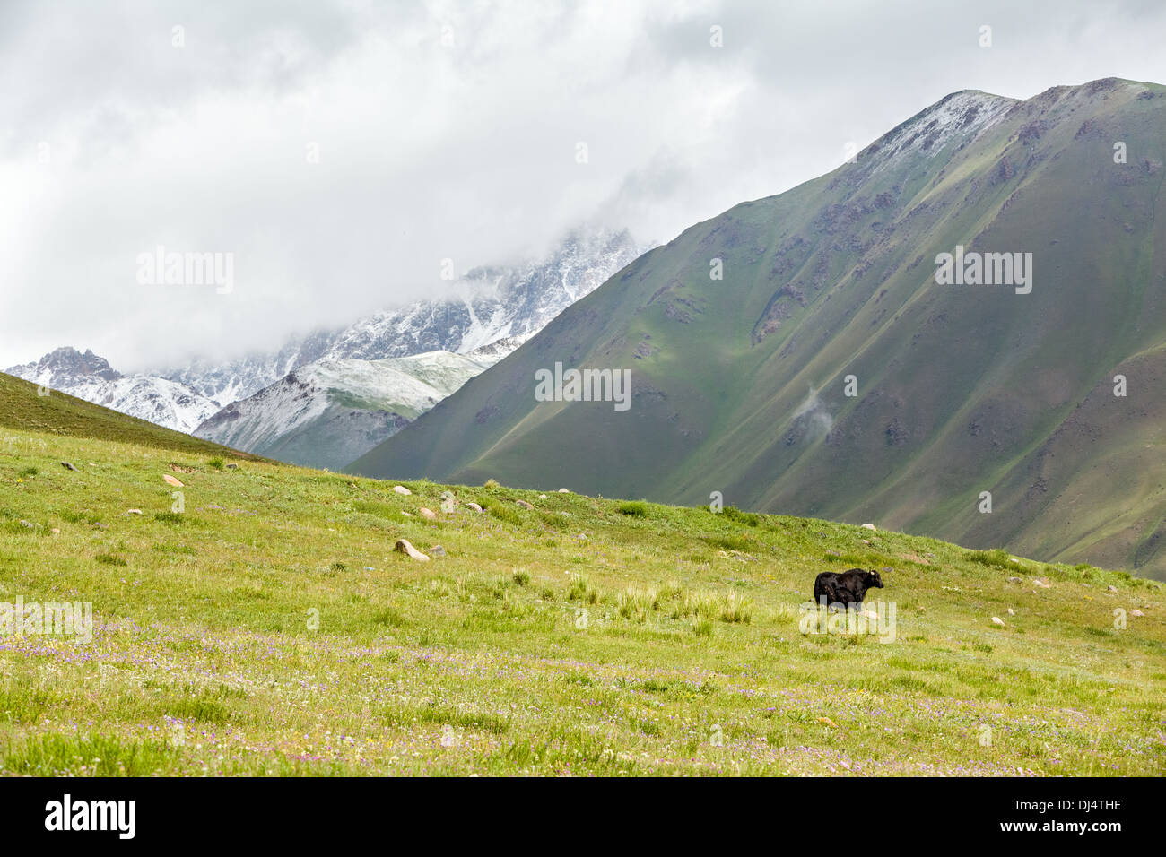 Yak peak hi-res stock photography and images - Alamy