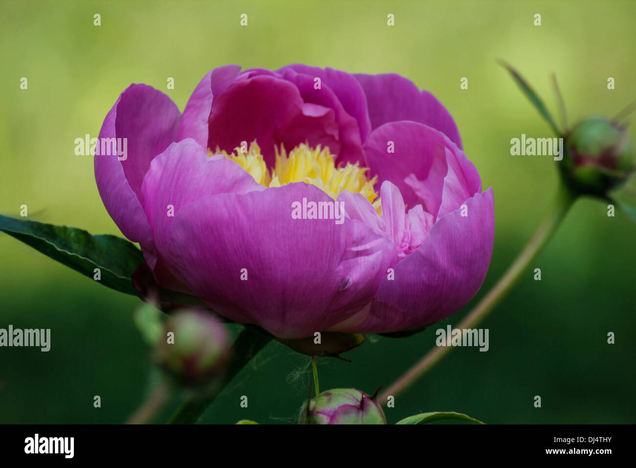 Paeoniaceae hi-res stock photography and images - Alamy