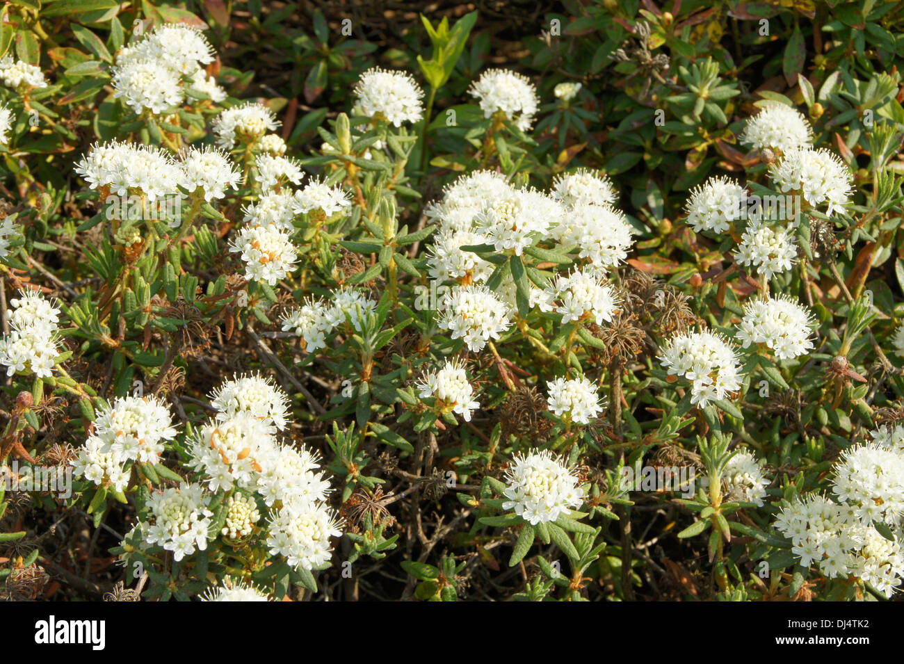 Marsh labrador tea hi-res stock photography and images - Alamy