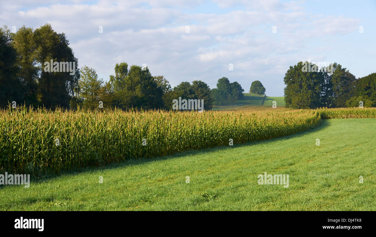 Large corn plant hi-res stock photography and images - Alamy
