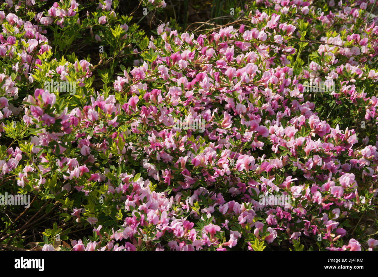 Dwarf broom hi-res stock photography and images - Alamy