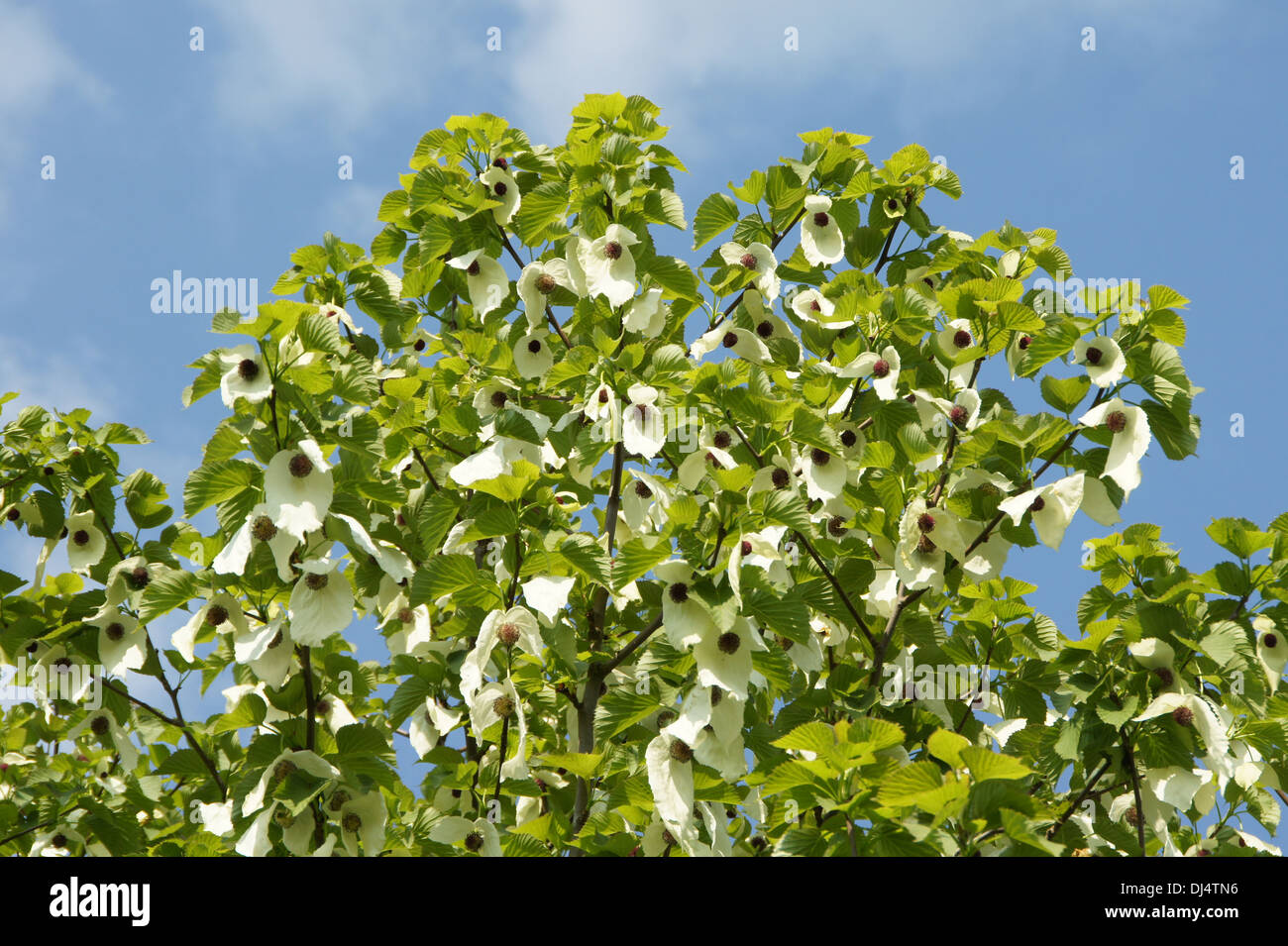 Dove tree hi-res stock photography and images - Alamy