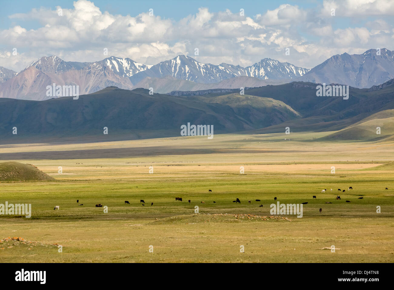 Pasturing cow hi-res stock photography and images - Alamy