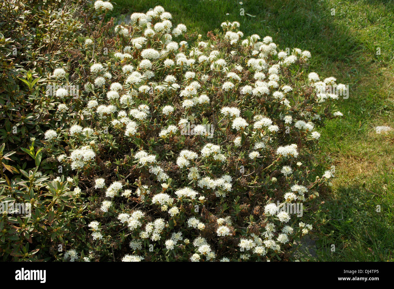 Northern labrador tea or wild rosemary hi-res stock photography and ...