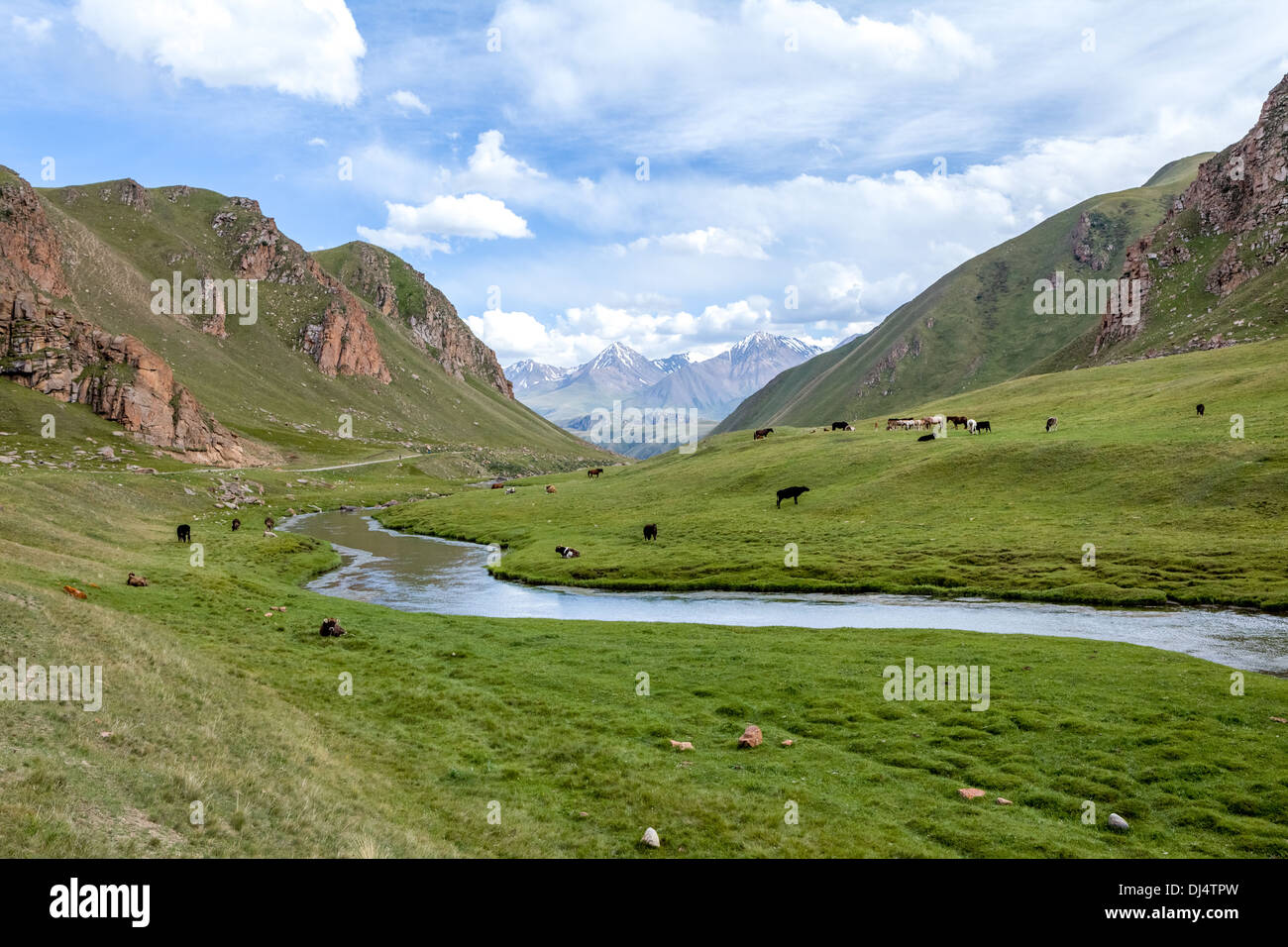 Mountains, river and farm animals, Tien Shan Stock Photo - Alamy