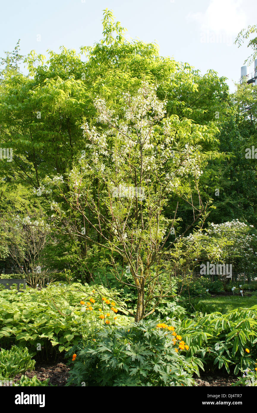 Xanthoceras sorbifolium hi-res stock photography and images - Alamy