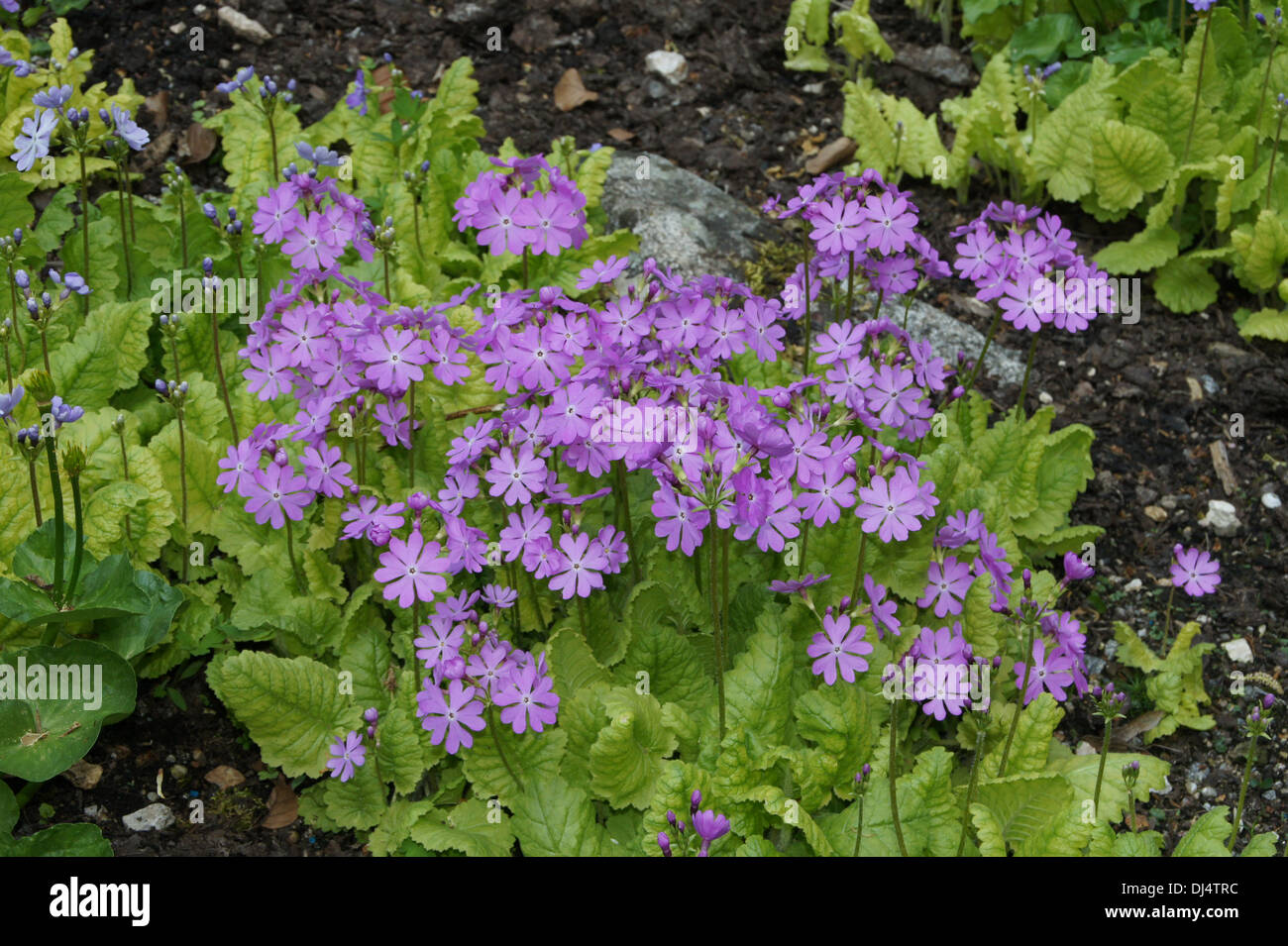 Japanese primrose primula sieboldii hi-res stock photography and images ...