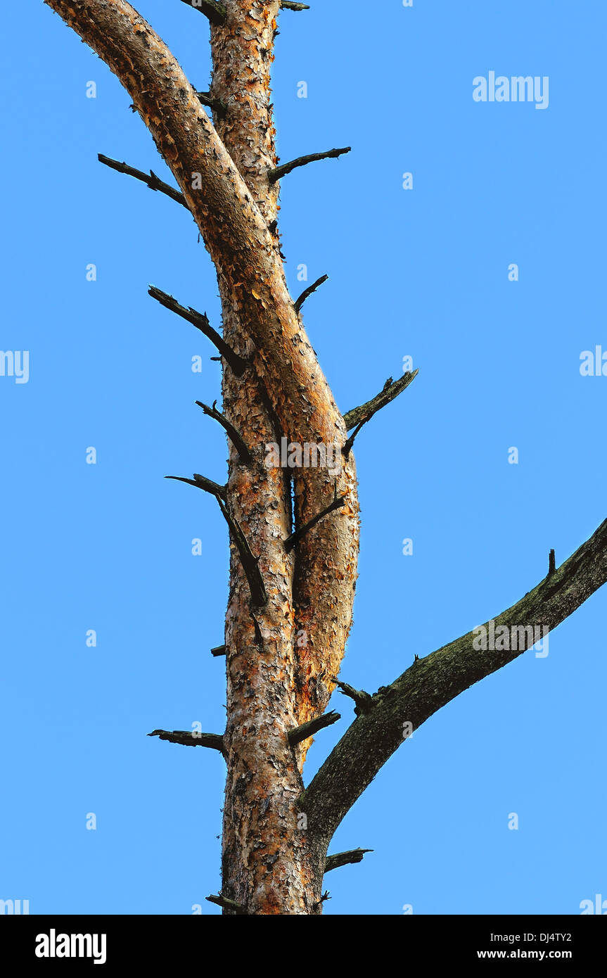 Blauer nadelbaum hi-res stock photography and images - Alamy