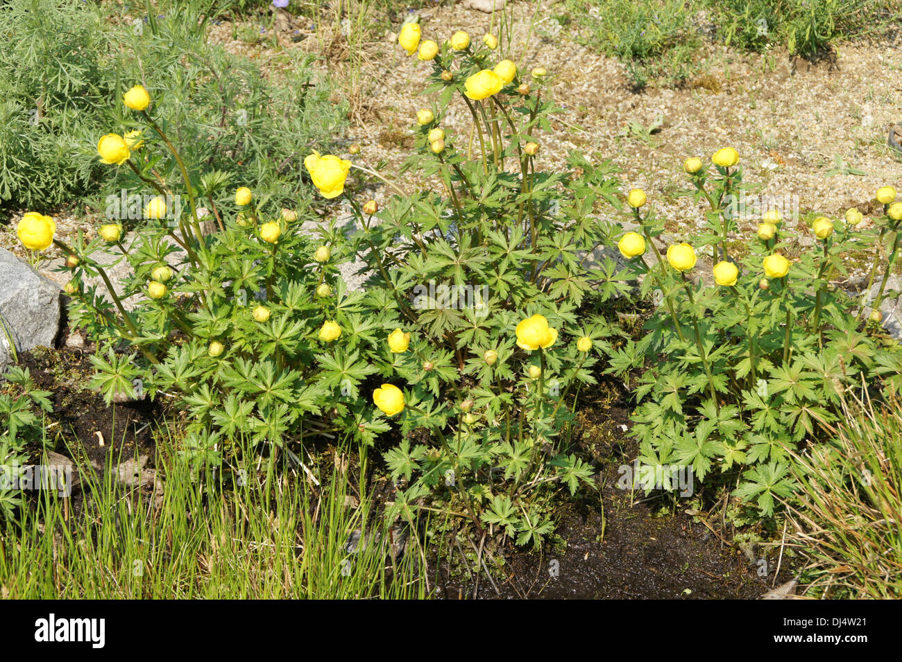 European european flowers hi-res stock photography and images - Alamy