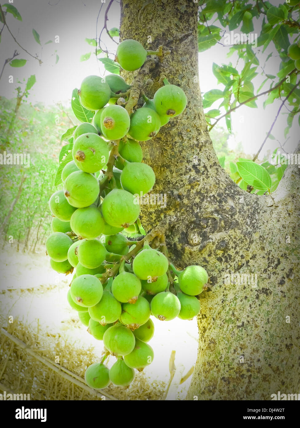 Cluster of wild figs hi-res stock photography and images - Alamy