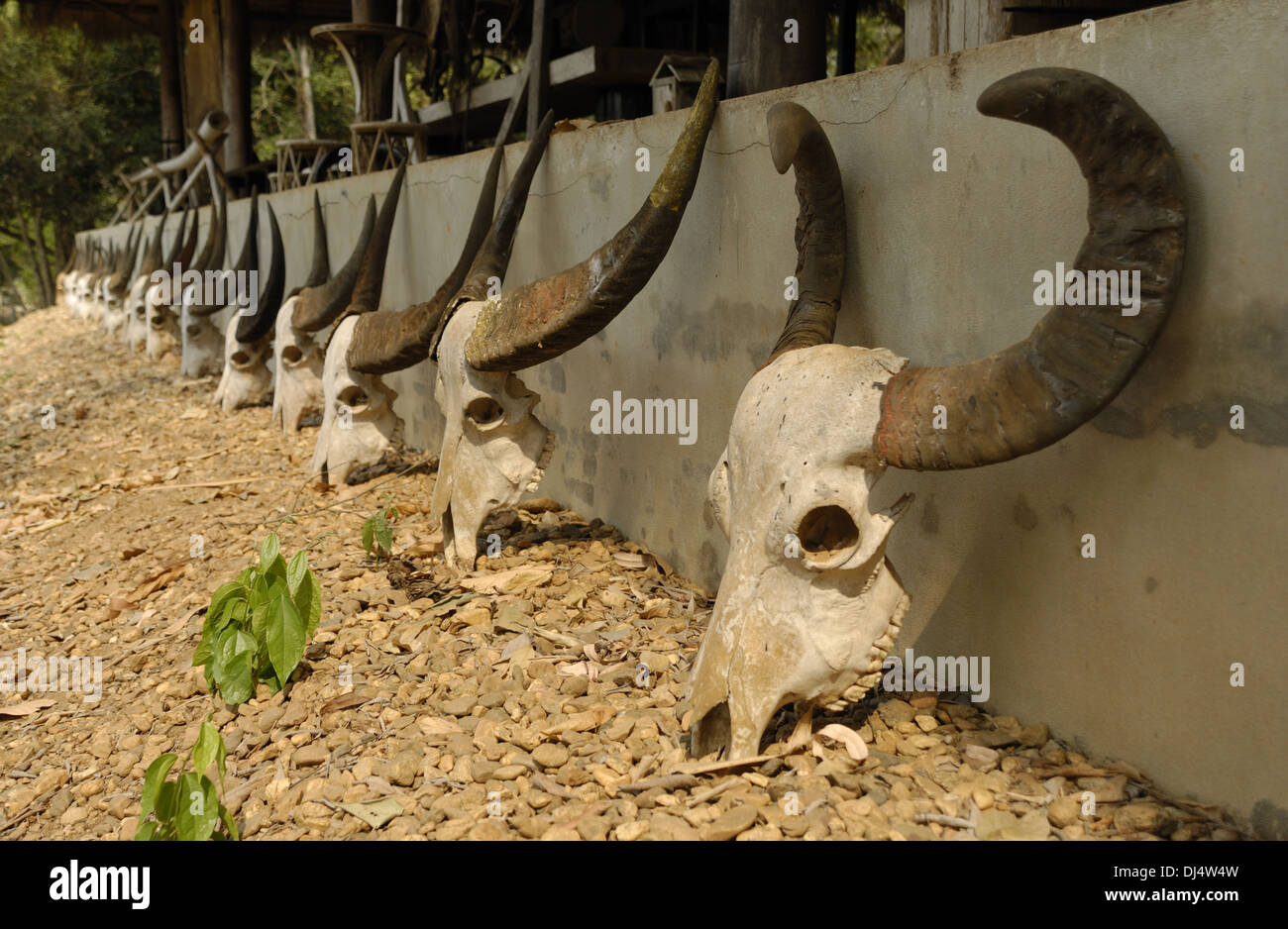Water Buffalo Skulls Stock Photo - Alamy