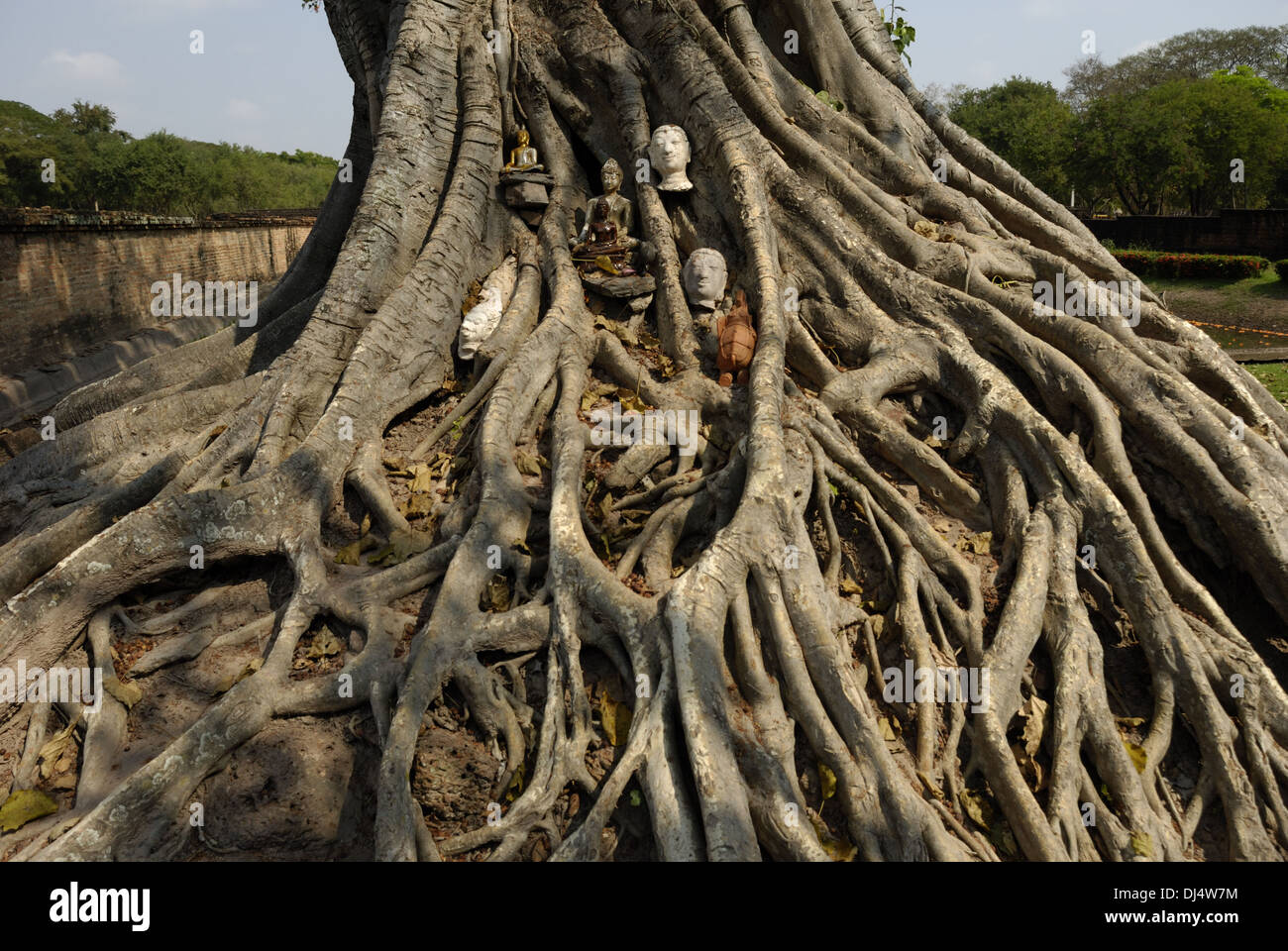 Buddha Sculptures in Tree Roots Stock Photo - Alamy