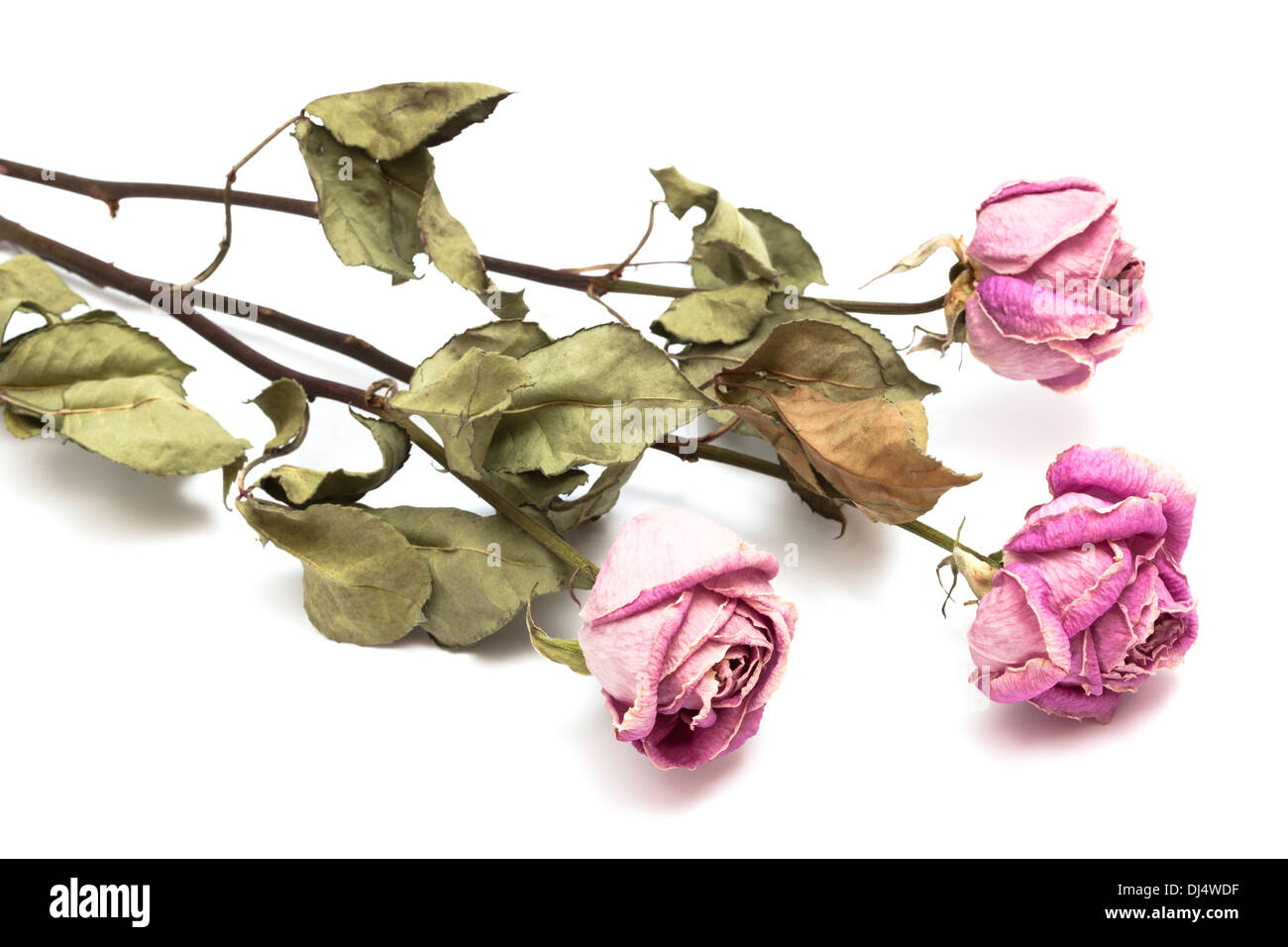 three dry roses Stock Photo - Alamy