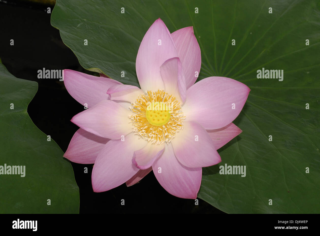 Lotus flower in Bangkok Stock Photo - Alamy