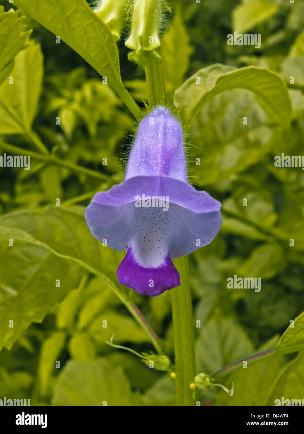 Flower of Sesamum indicum L Stock Photo - Alamy