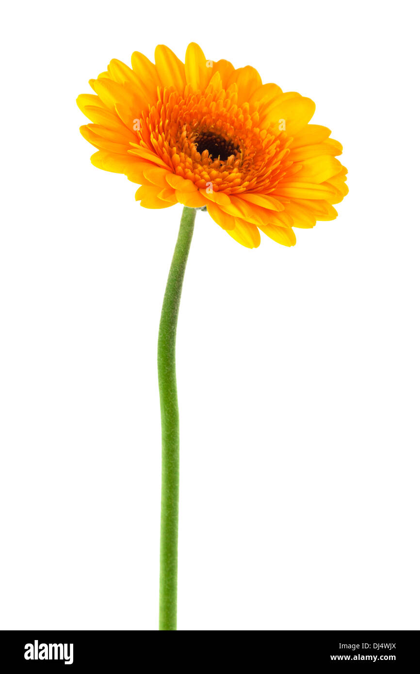 yellow gerbera close up Stock Photo - Alamy