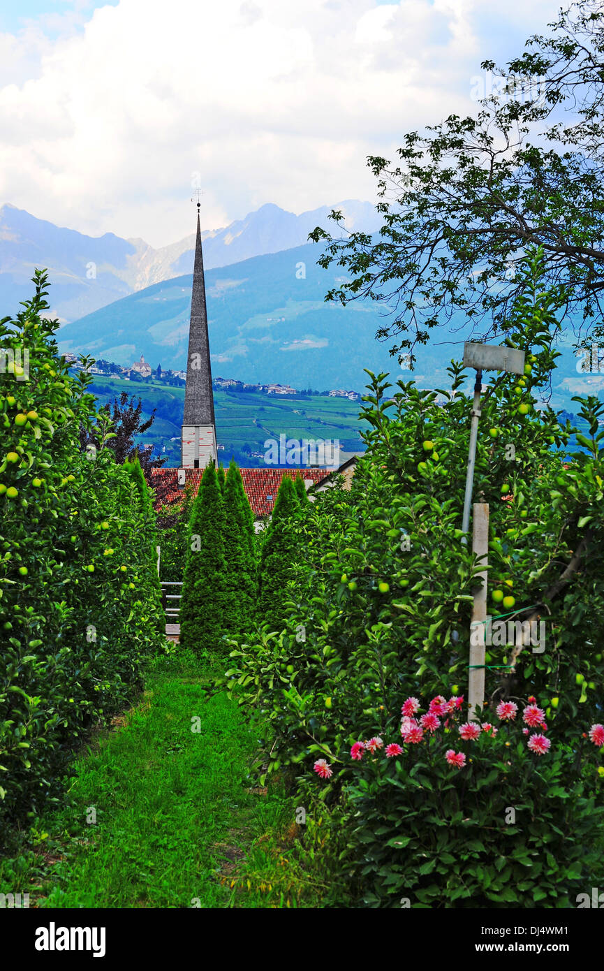 Alps alpine apple apple tree hi-res stock photography and images - Alamy