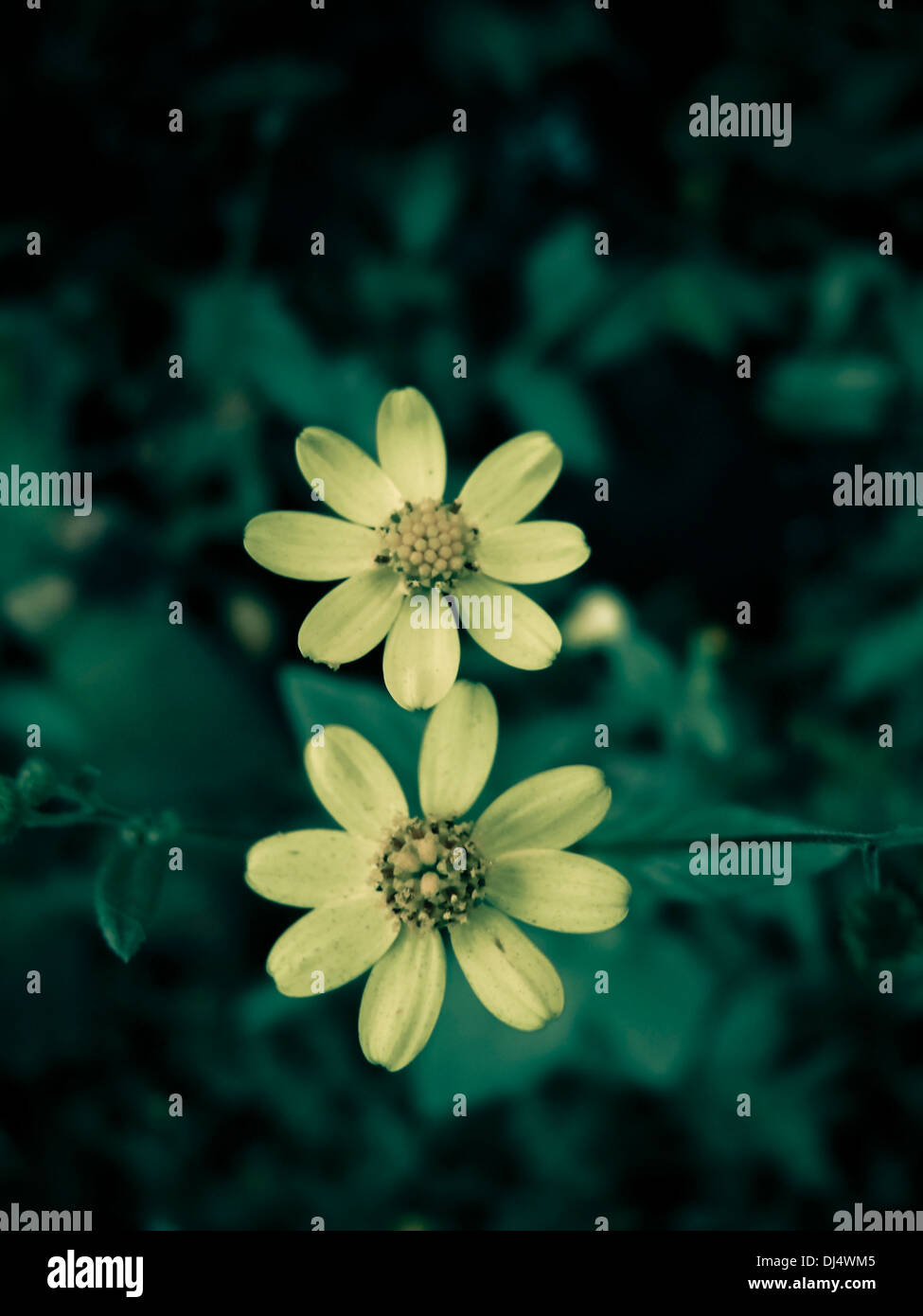 Sonki, Senecio bombayensis, Asteraceae. Kaas plateau, Kaas, Satara ...