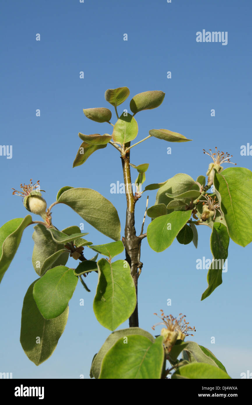 Pear quince rootstock hi-res stock photography and images - Alamy