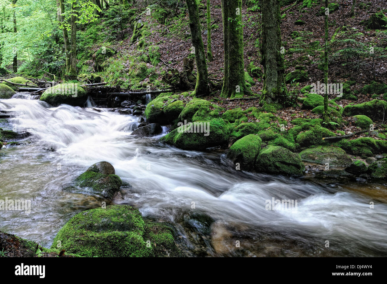 Stream through woods hi-res stock photography and images - Alamy
