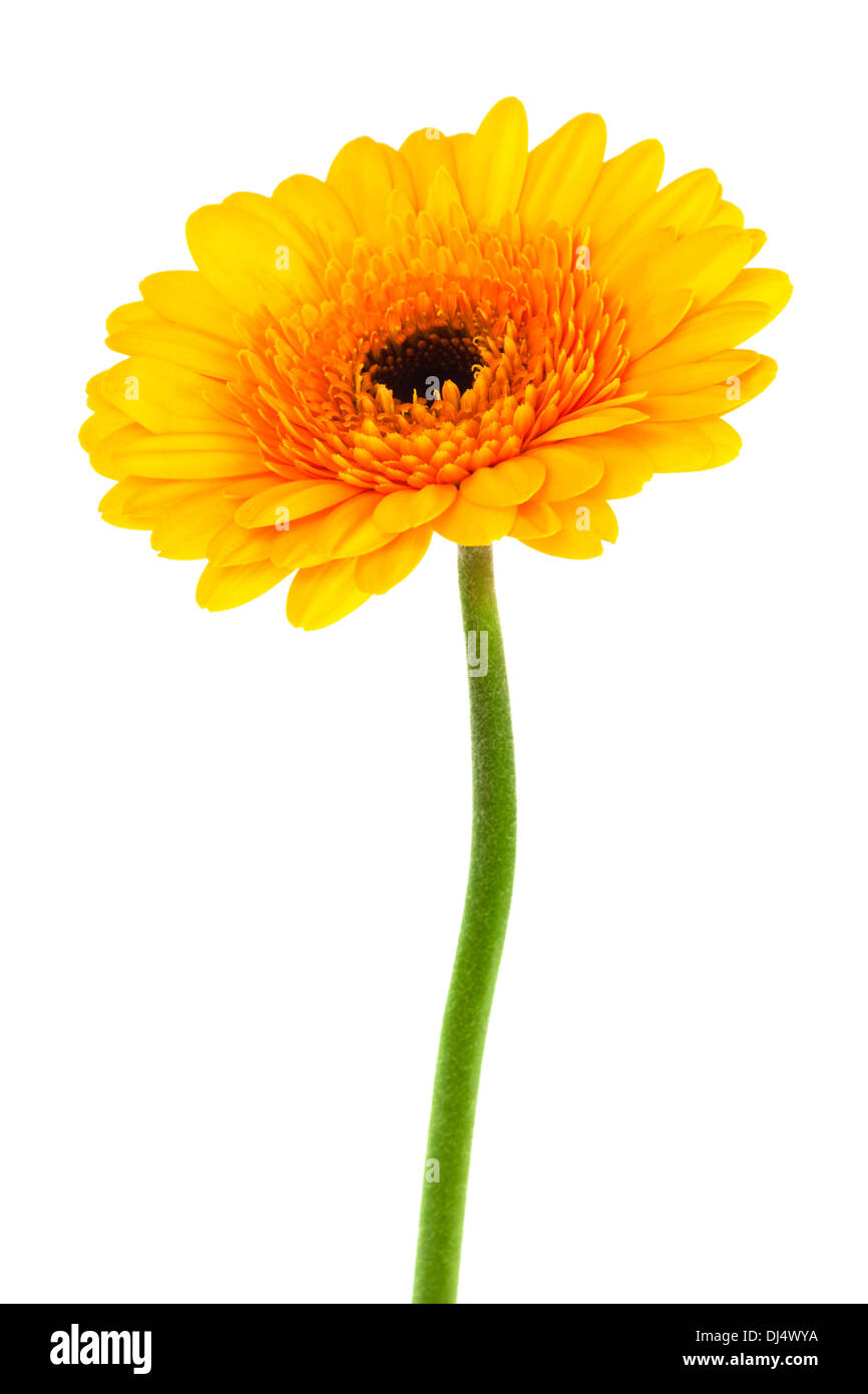 gerbera close up Stock Photo - Alamy