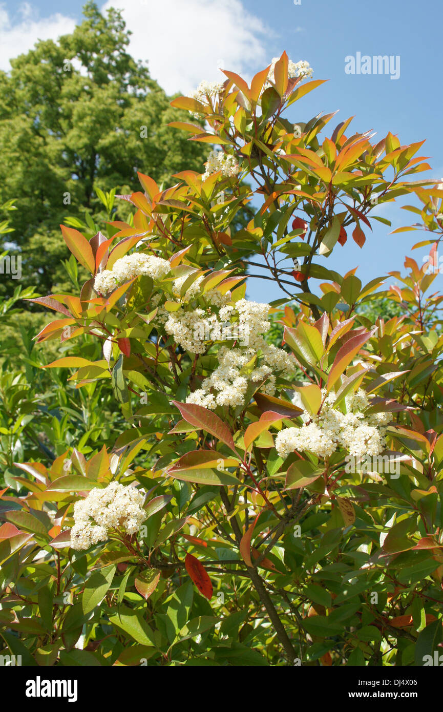 Photinia flower hi-res stock photography and images - Alamy