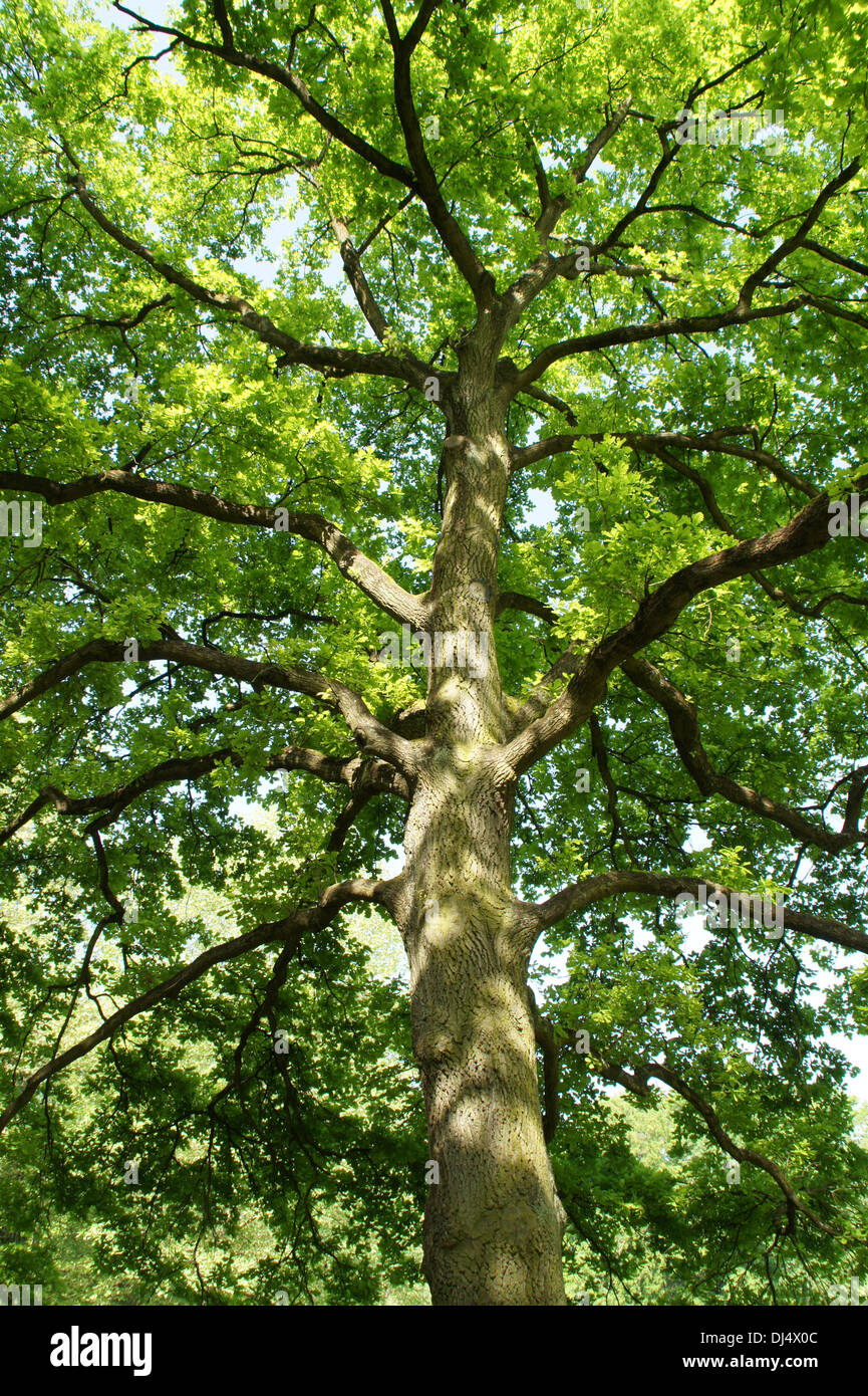German oak hi-res stock photography and images - Alamy