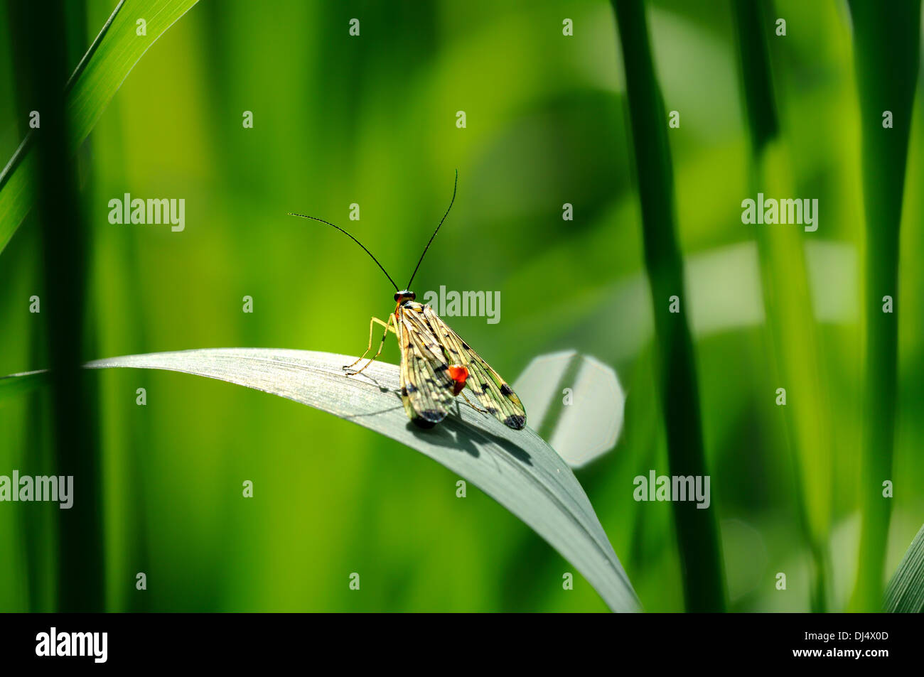 Scorpion grass hi-res stock photography and images - Alamy