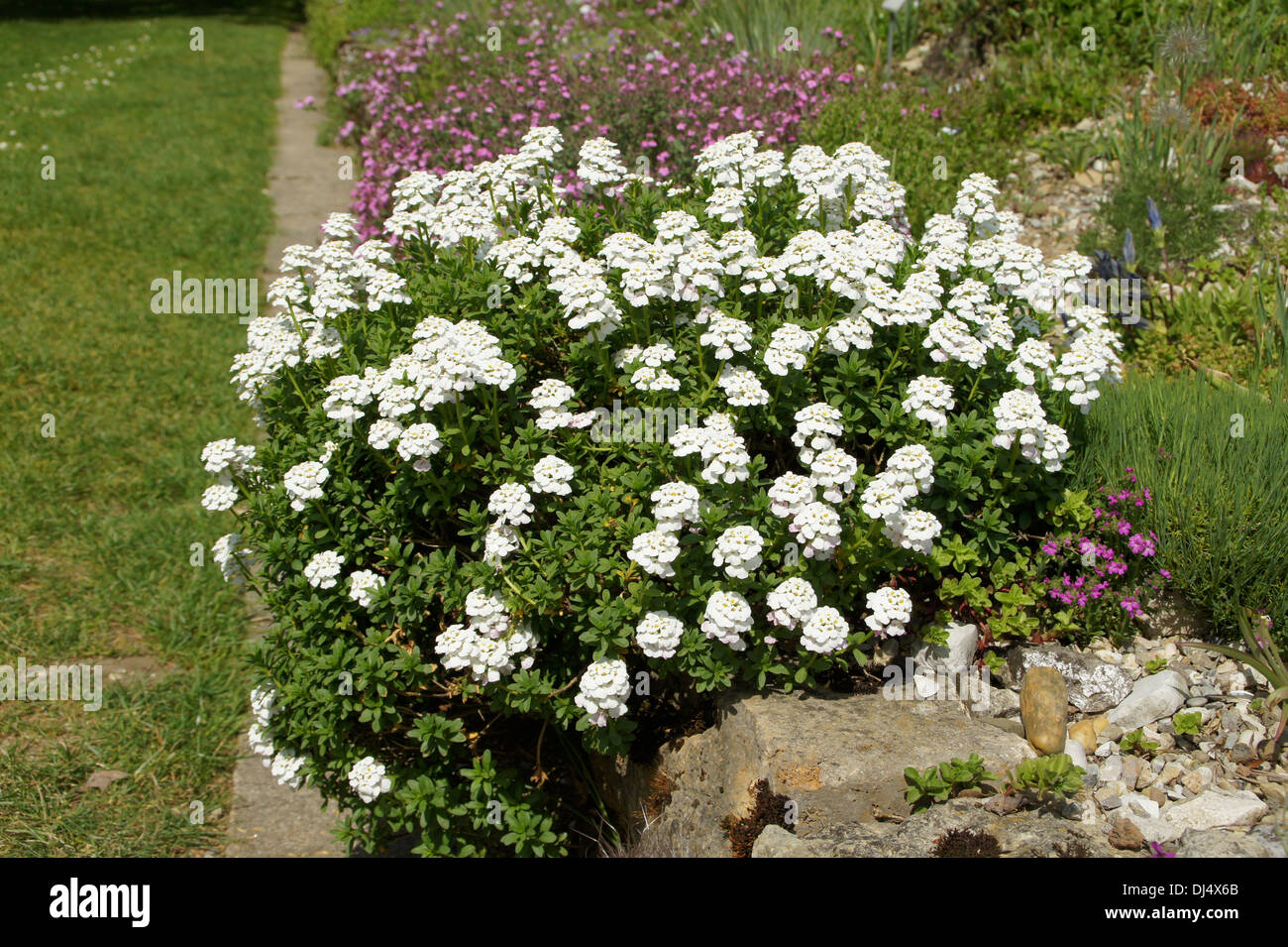 Rock candytuft hi-res stock photography and images - Alamy