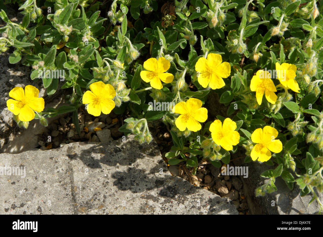 Alpine rockrose hi-res stock photography and images - Alamy
