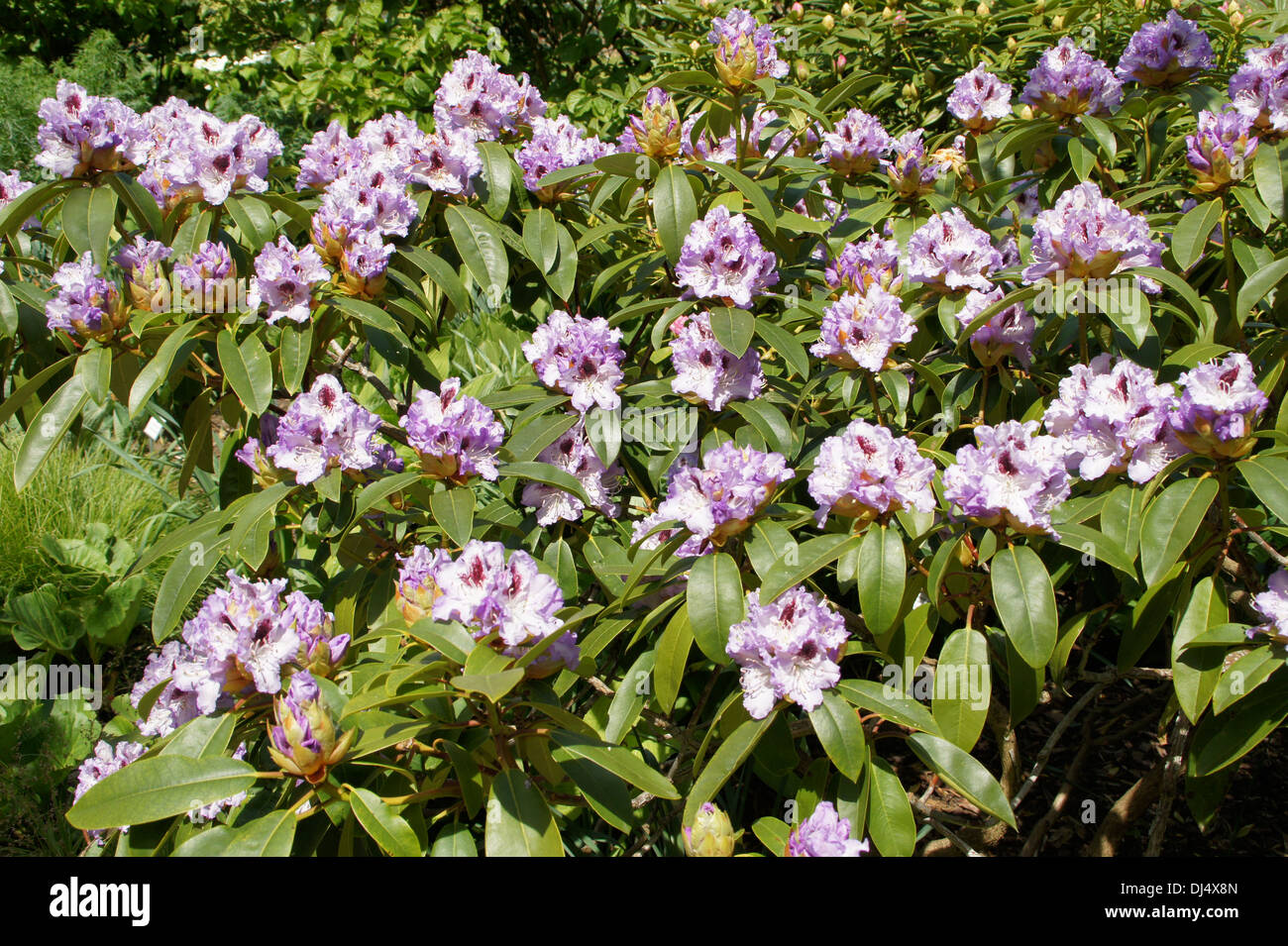 Rhododendron rhododendron blue peter hi-res stock photography and ...