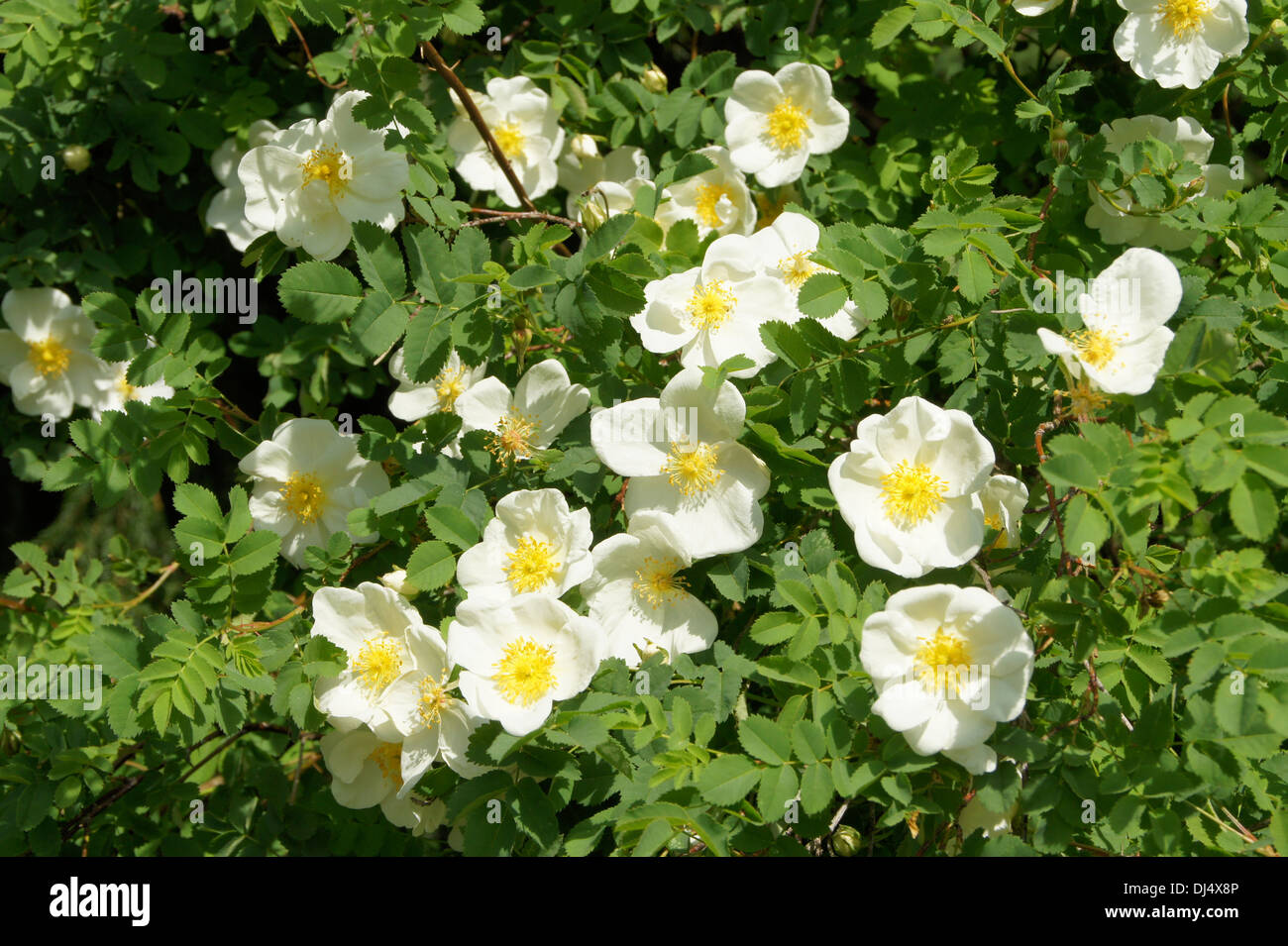 Bibernellrose hi-res stock photography and images - Alamy