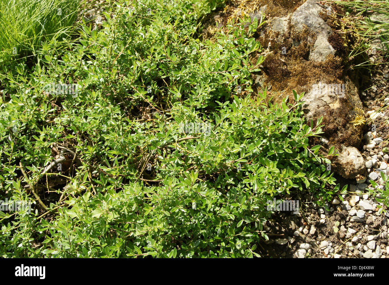 Creeping willow hi-res stock photography and images - Alamy