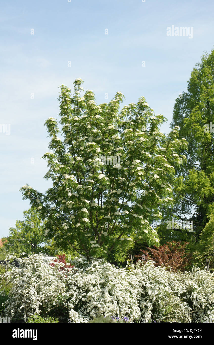 Sorbus Commixta Japanese Rowan Tree High Resolution Stock Photography ...