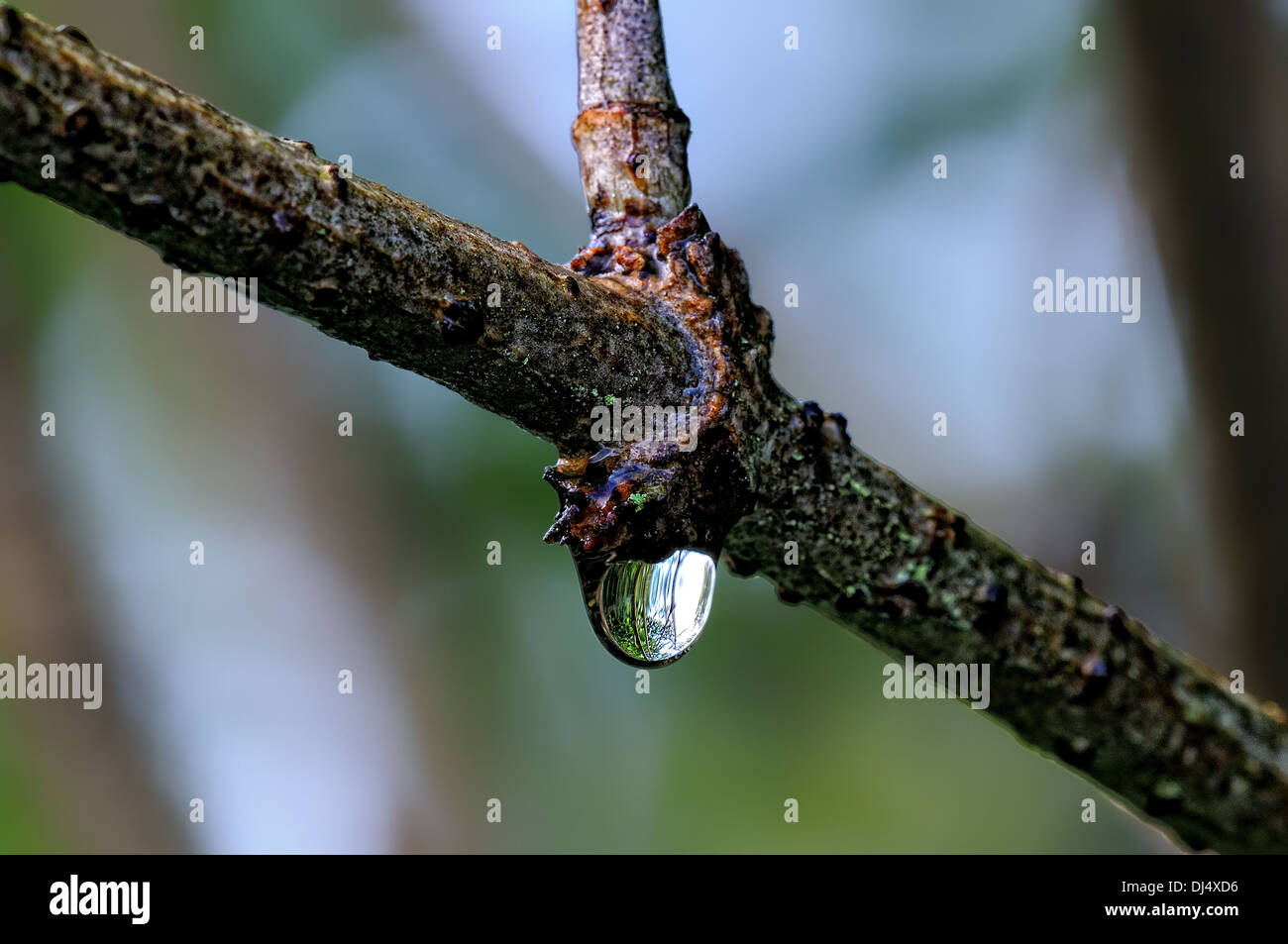 Diagonaler ast hi-res stock photography and images - Alamy